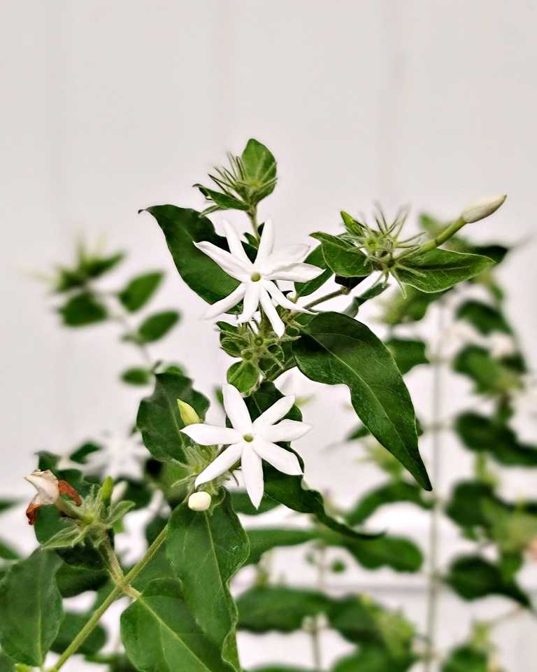 Double Tahitian Gardenia | PlantVine