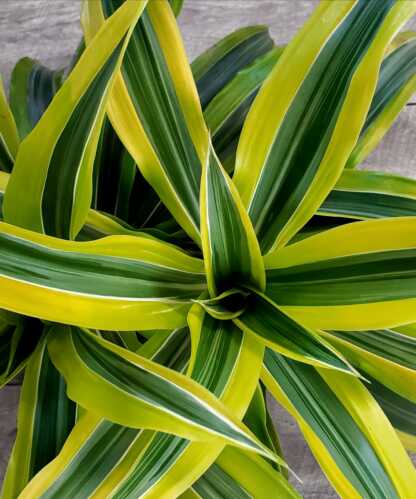 Gold Star Dracaena fragrans | PlantVine