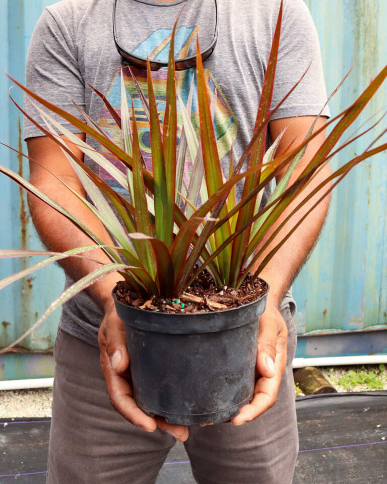 Dracaena marginata ‘Magenta’, Madagascar Dragon Tree | PlantVine