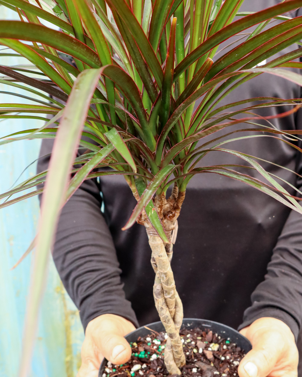 Buy Dracaena marginata 'Magenta', Madagascar Dragon Tree | Free ...