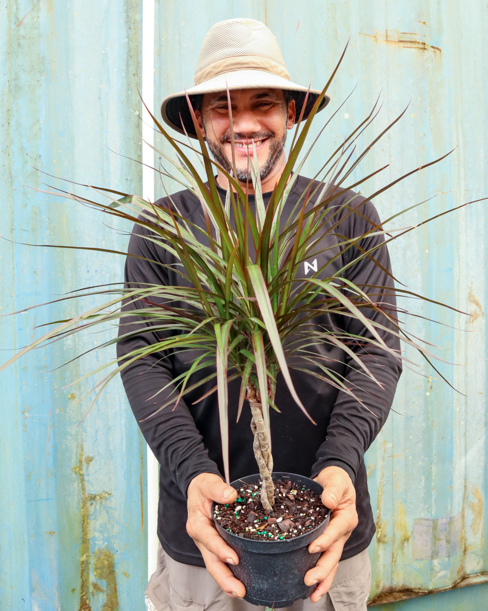 Dracaena marginata ‘Magenta’, Madagascar Dragon Tree | PlantVine
