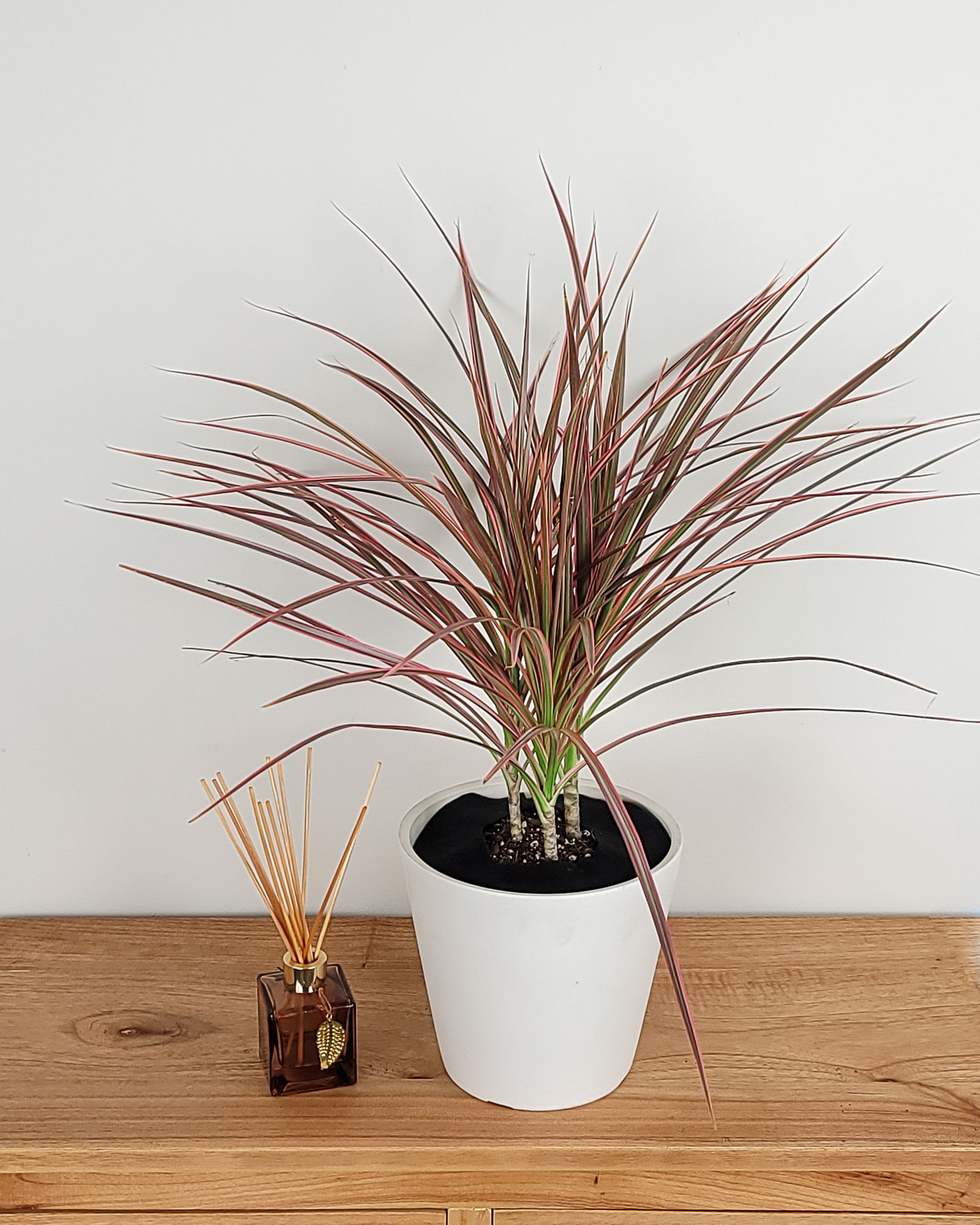 Dracaena marginata ‘Colorama’ | PlantVine