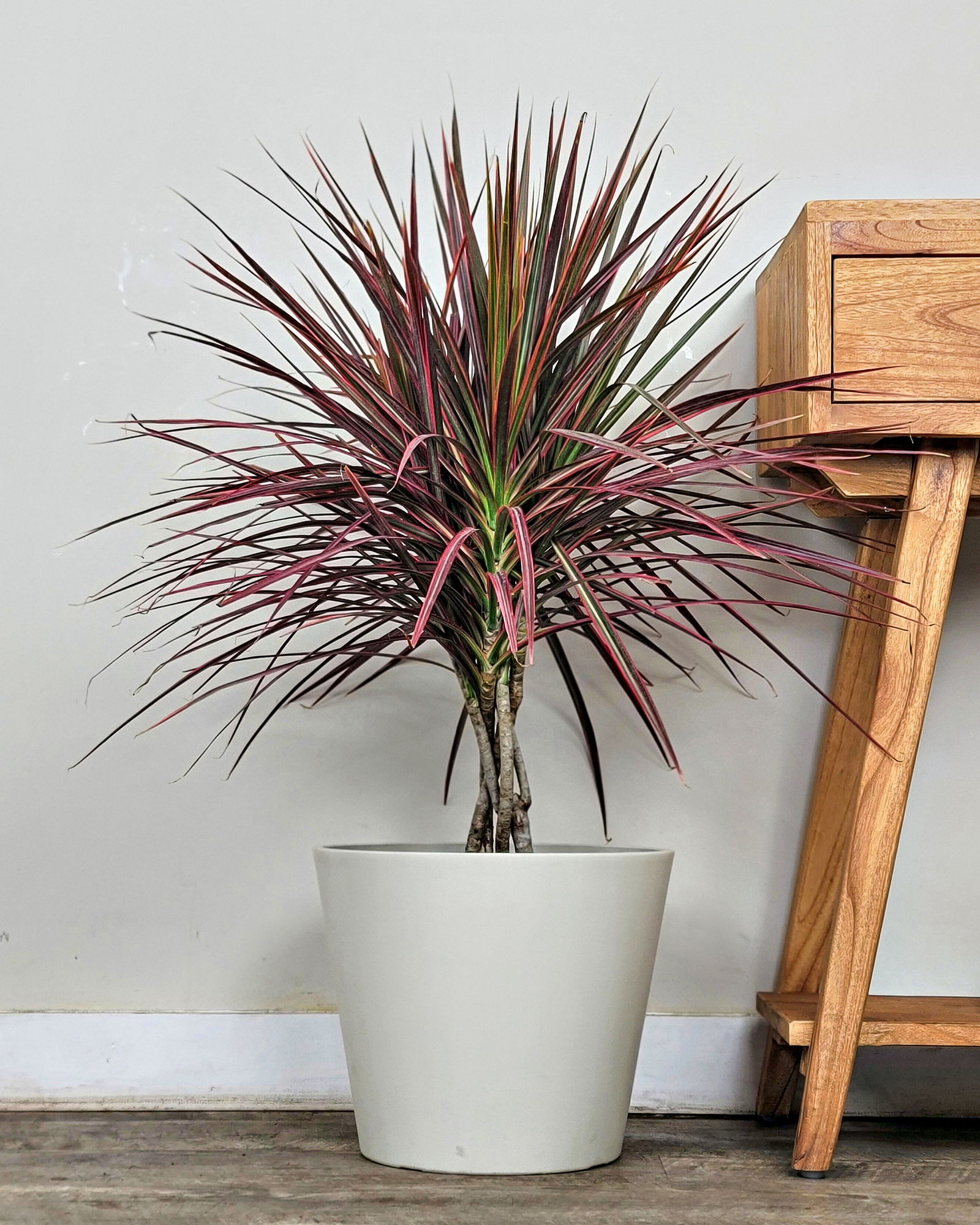 Dracaena marginata ‘Colorama’ | PlantVine