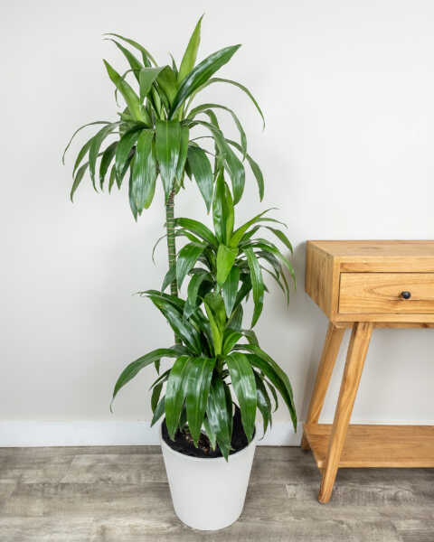 Dracaena Fragrans ‘Lisa’ | PlantVine