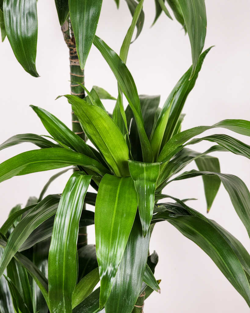 Dracaena Fragrans ‘Lisa’ | PlantVine