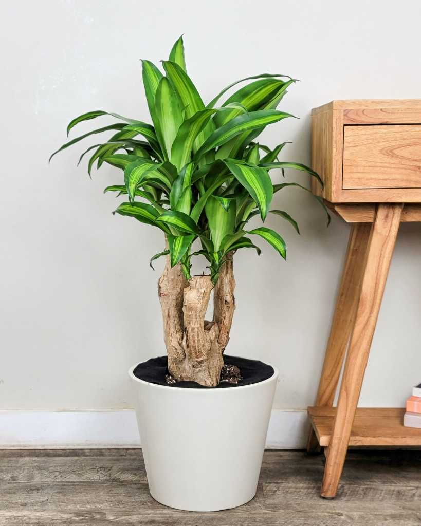 Buy Dracaena Fragrans 'Massangeana', Corn Plant Online