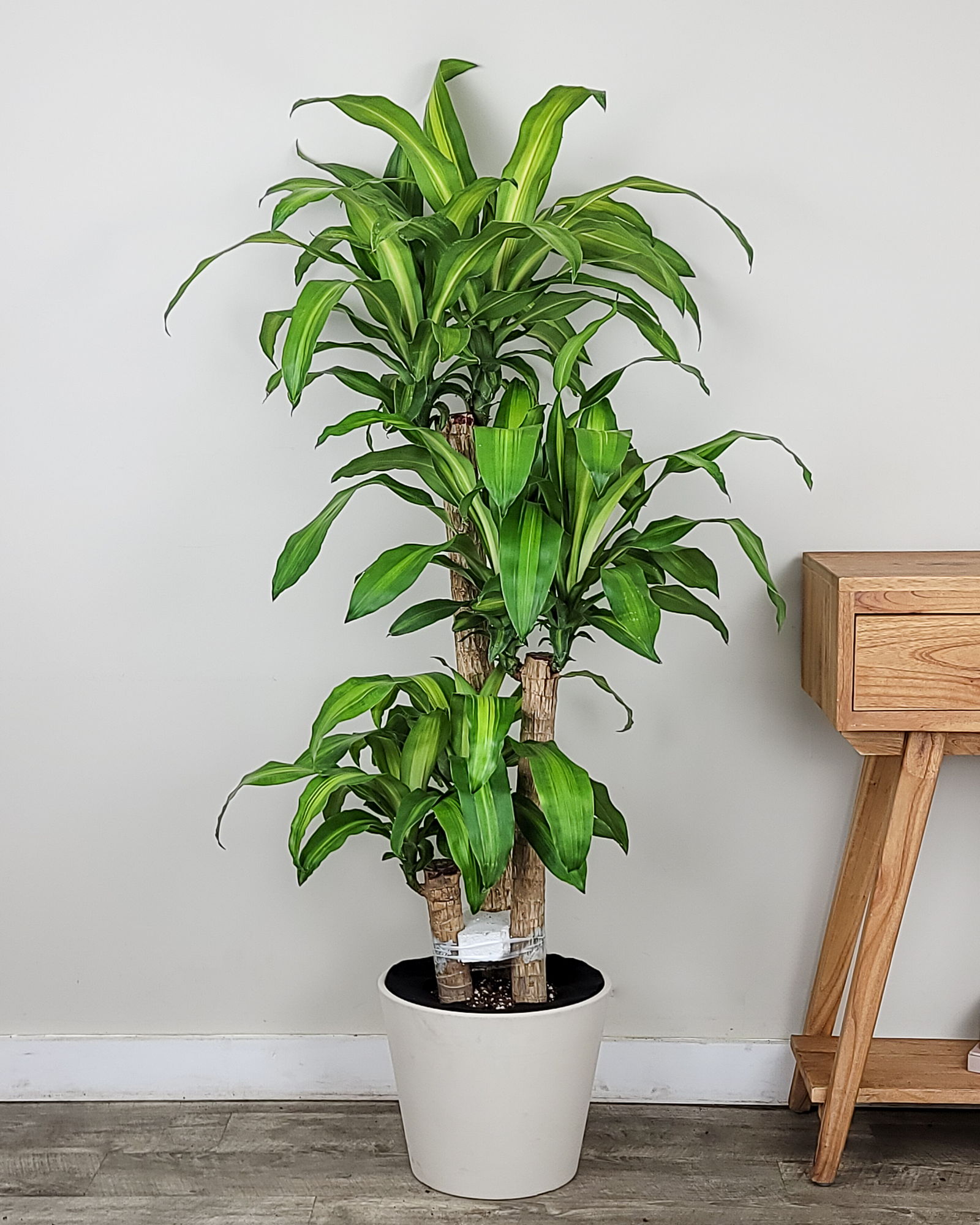 Buy Dracaena Fragrans 'Massangeana', Corn Plant Online