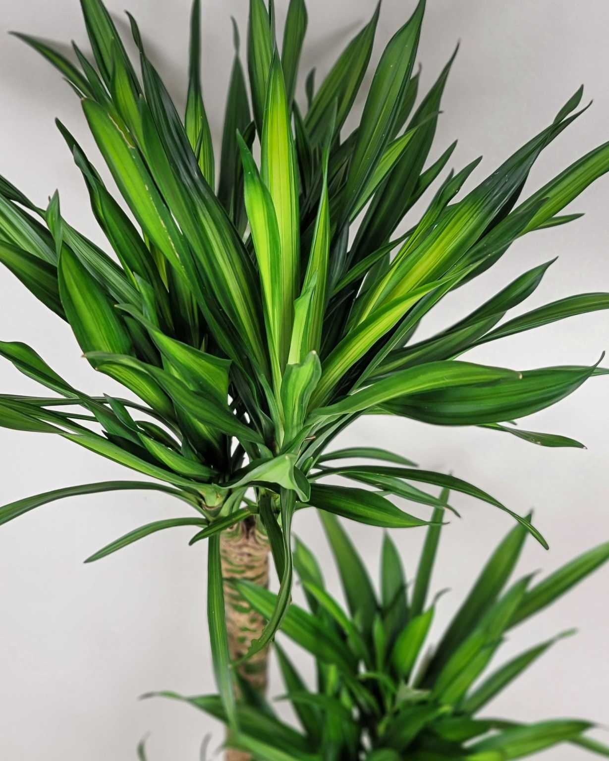 Rikki Cane Plant | PlantVine