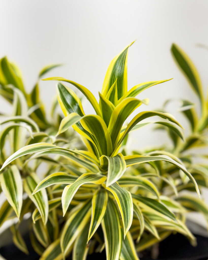 Song of India Tree | PlantVine