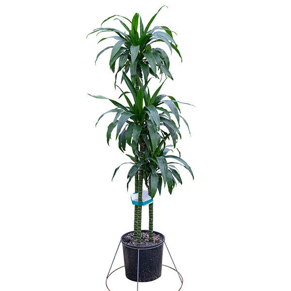 Dracaena Fragrans ‘Lisa’ | PlantVine
