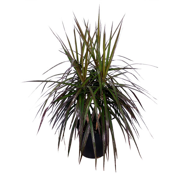 Buy Dracaena marginata 'Magenta', Madagascar Dragon Tree | Free ...