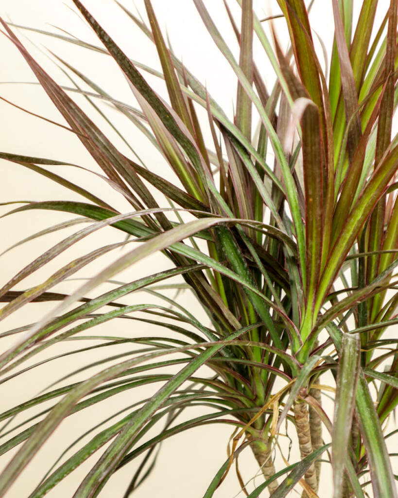 Dracaena marginata ‘Magenta’, Madagascar Dragon Tree | PlantVine