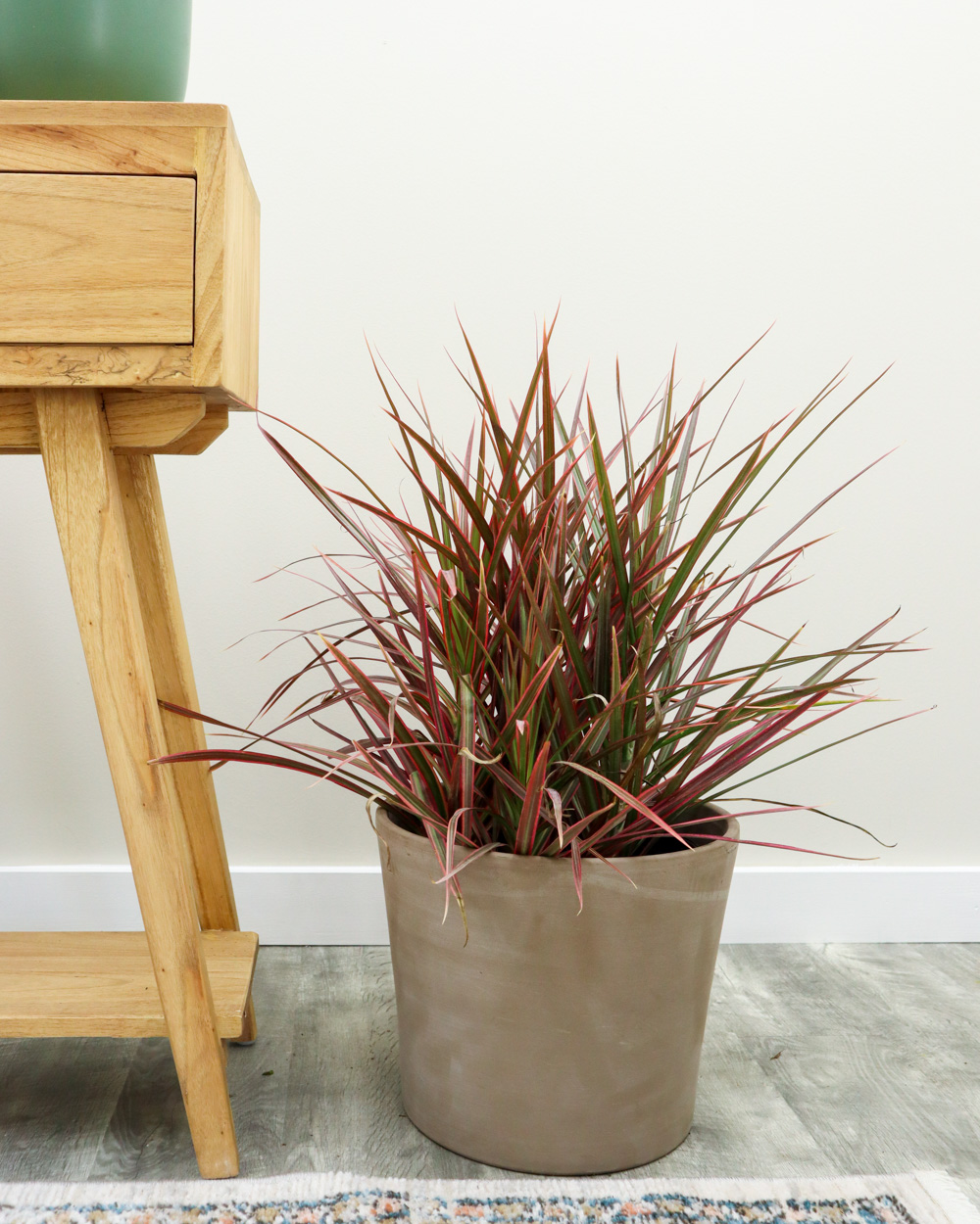 Buy Dracaena marginata 'Colorama', Madagascar Dragon Tree | Free ...