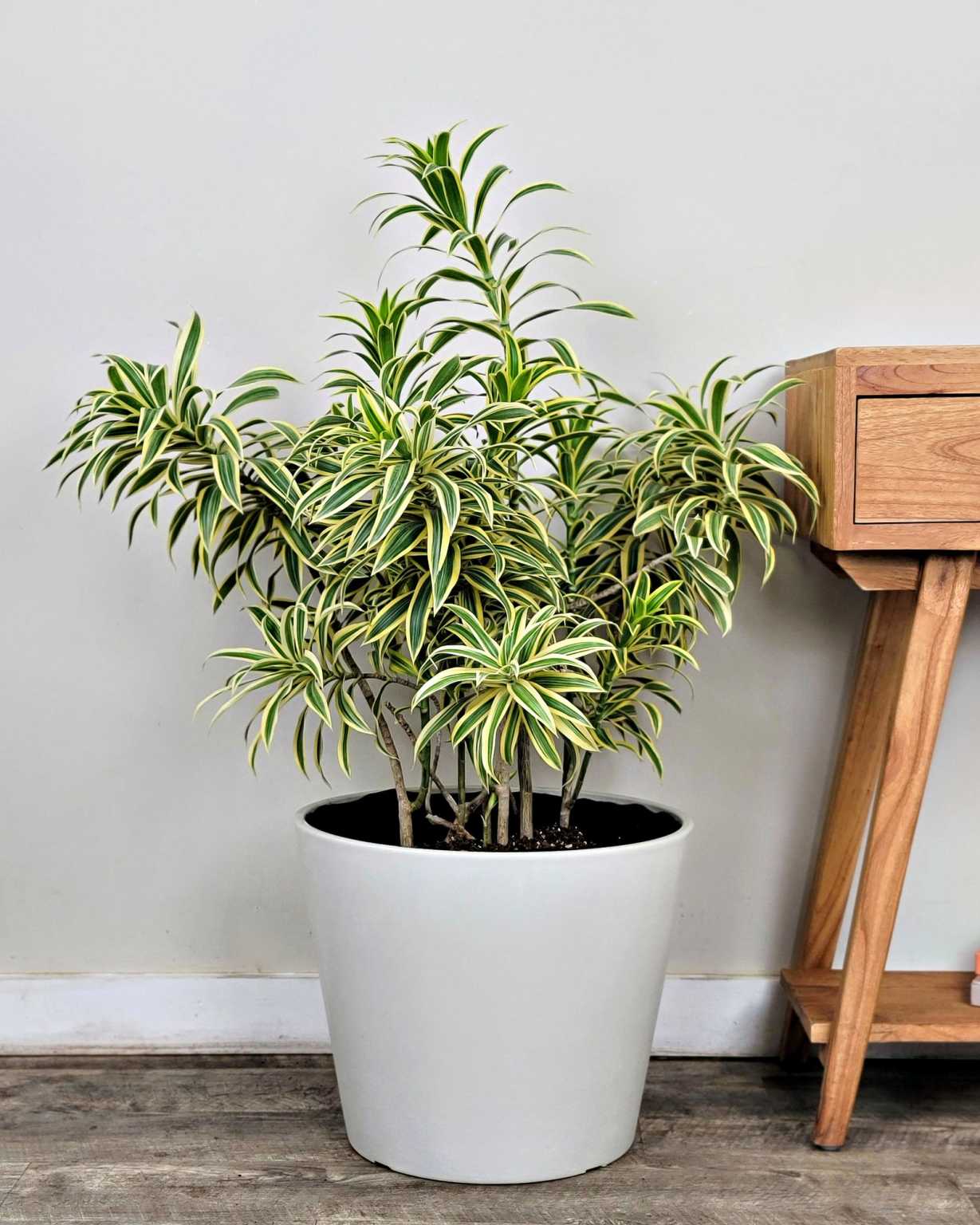 Song of India Tree | PlantVine