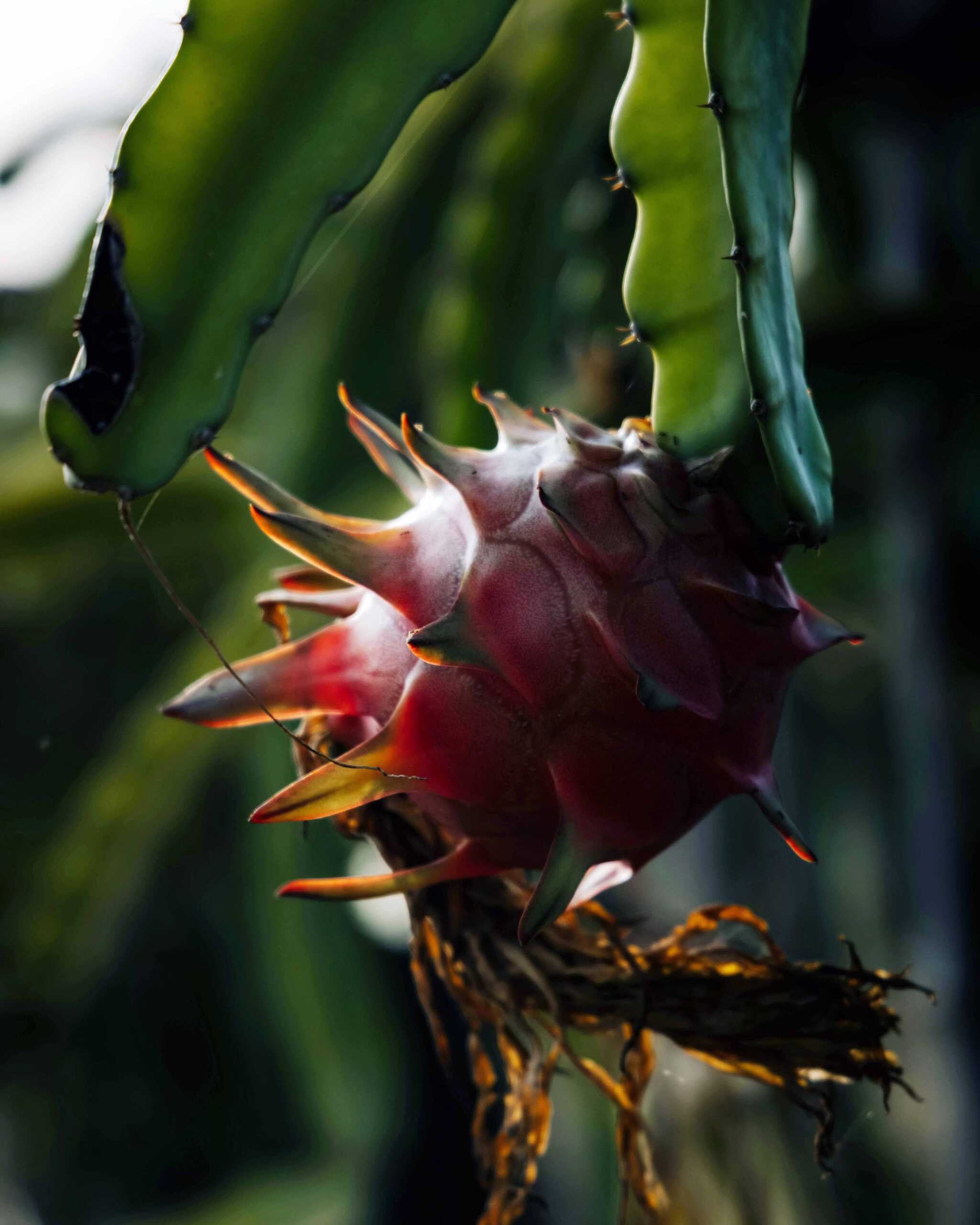 White Dragon Fruit Cactus | PlantVine
