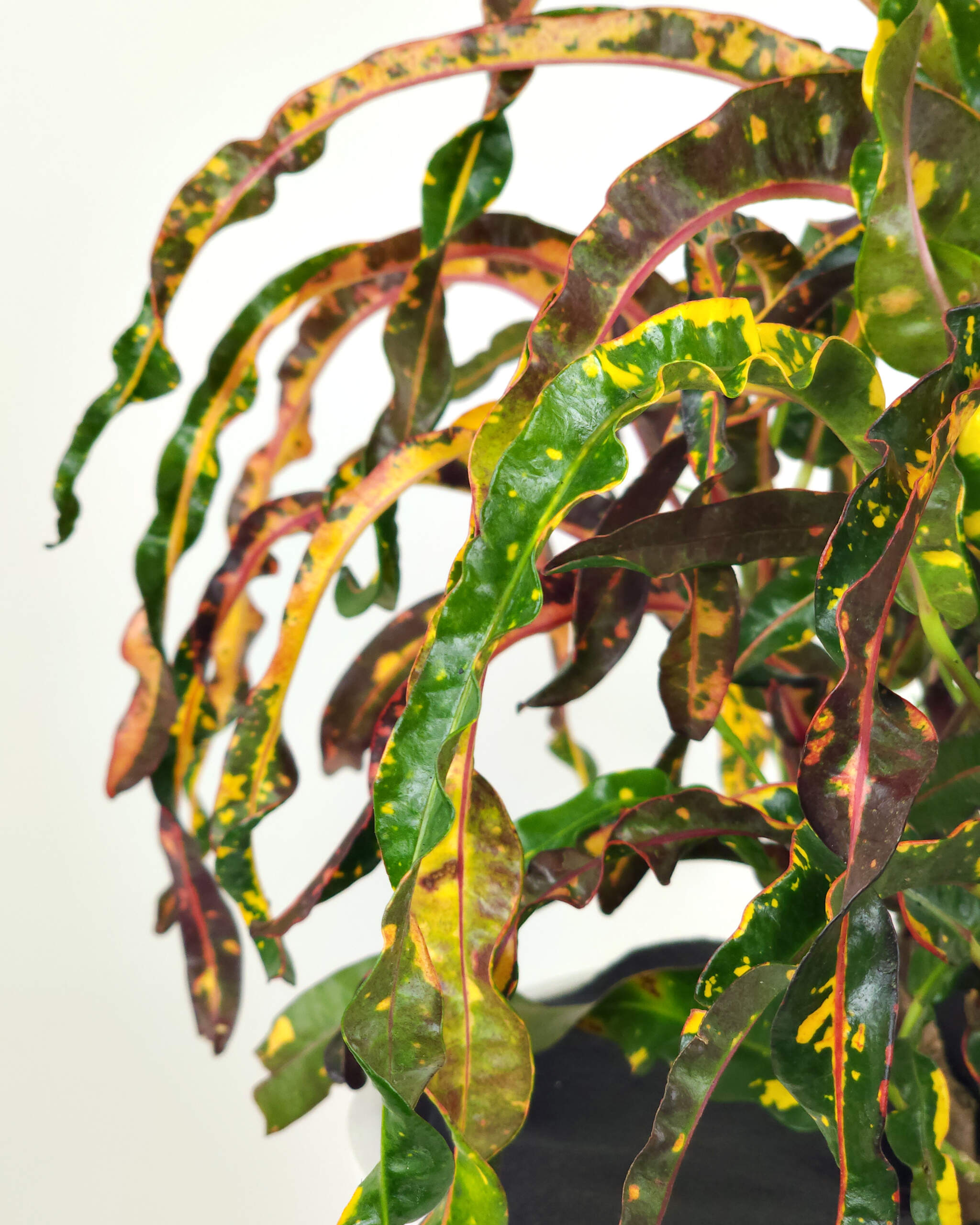 Croton ‘Dreadlocks’ | PlantVine