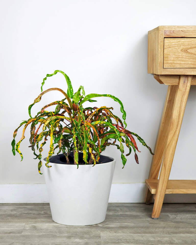 Croton ‘Dreadlocks’ | PlantVine