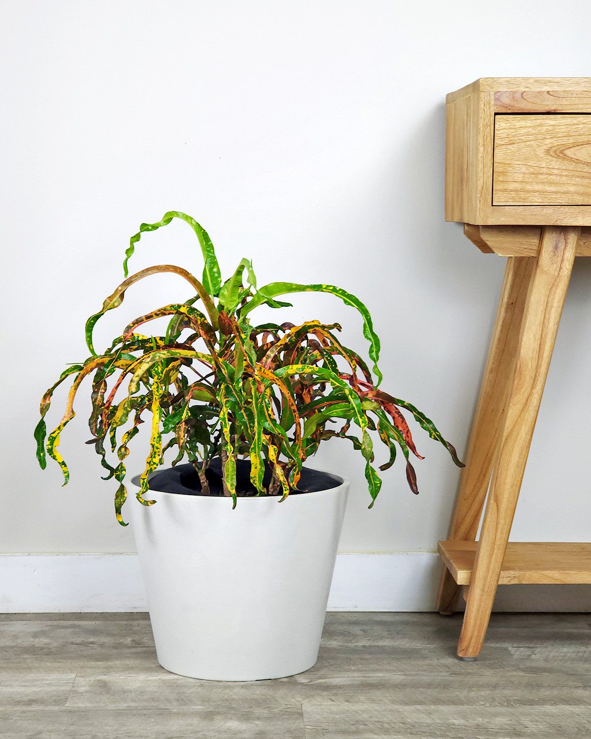 Croton ‘Dreadlocks’ | PlantVine