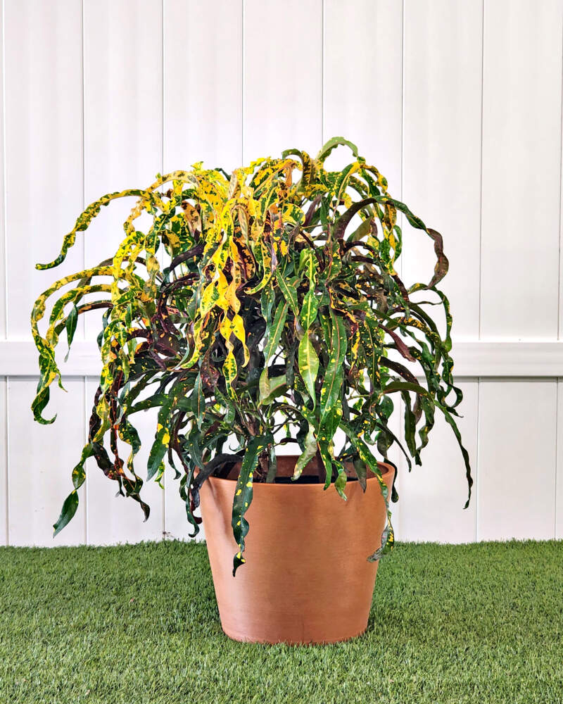 Croton ‘Dreadlocks’ | PlantVine