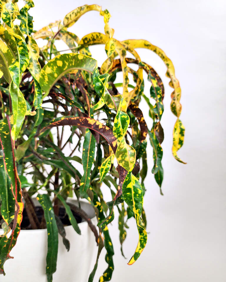 Croton ‘Dreadlocks’ | PlantVine