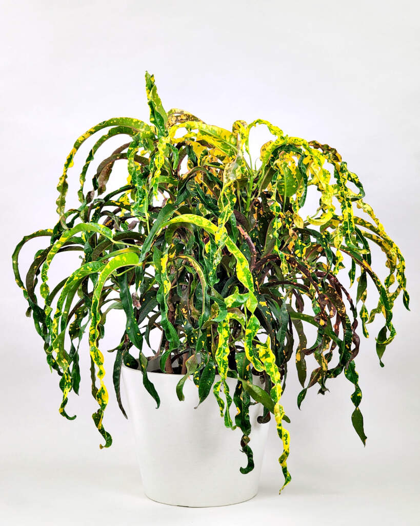 Croton ‘Dreadlocks’ | PlantVine