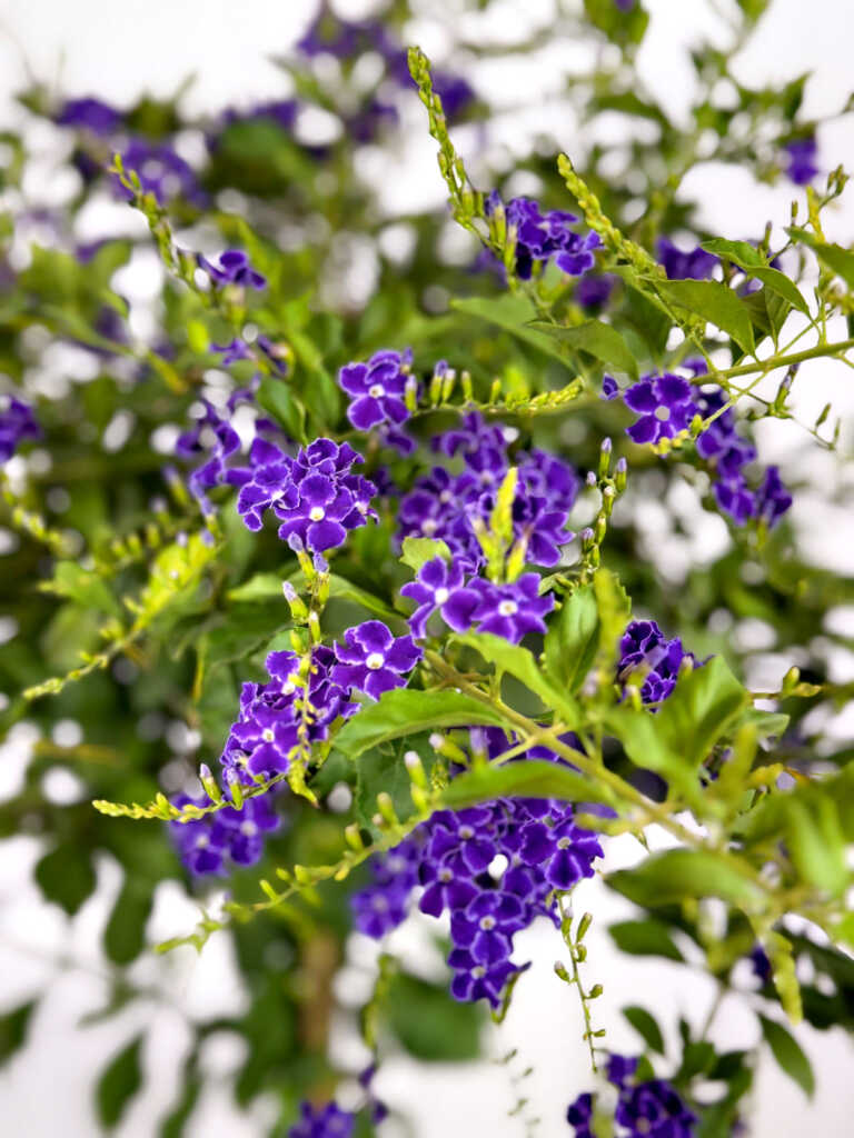Duranta ‘Sapphire Showers’ | PlantVine