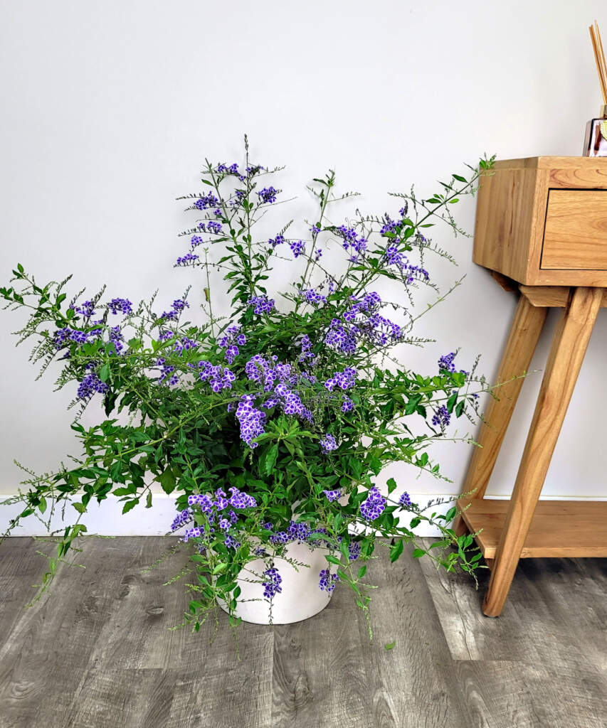 Duranta ‘Sapphire Showers’ | PlantVine