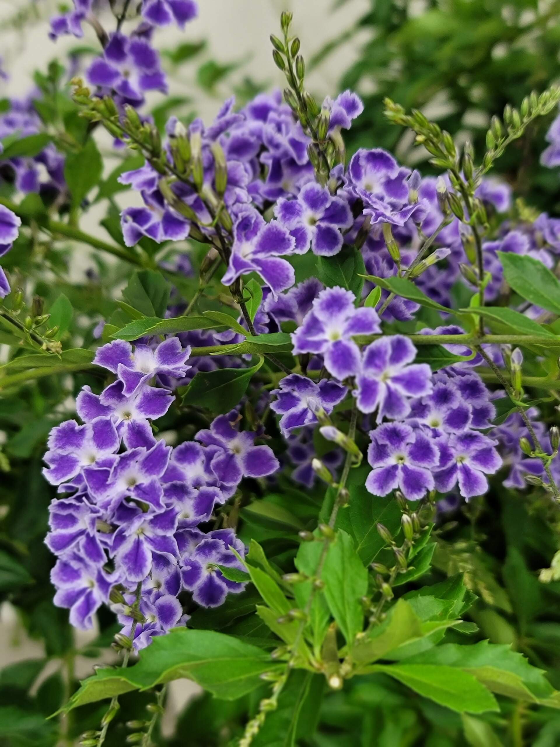 Duranta ‘Sapphire Showers’ | PlantVine