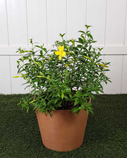 Dwarf Allamanda | PlantVine