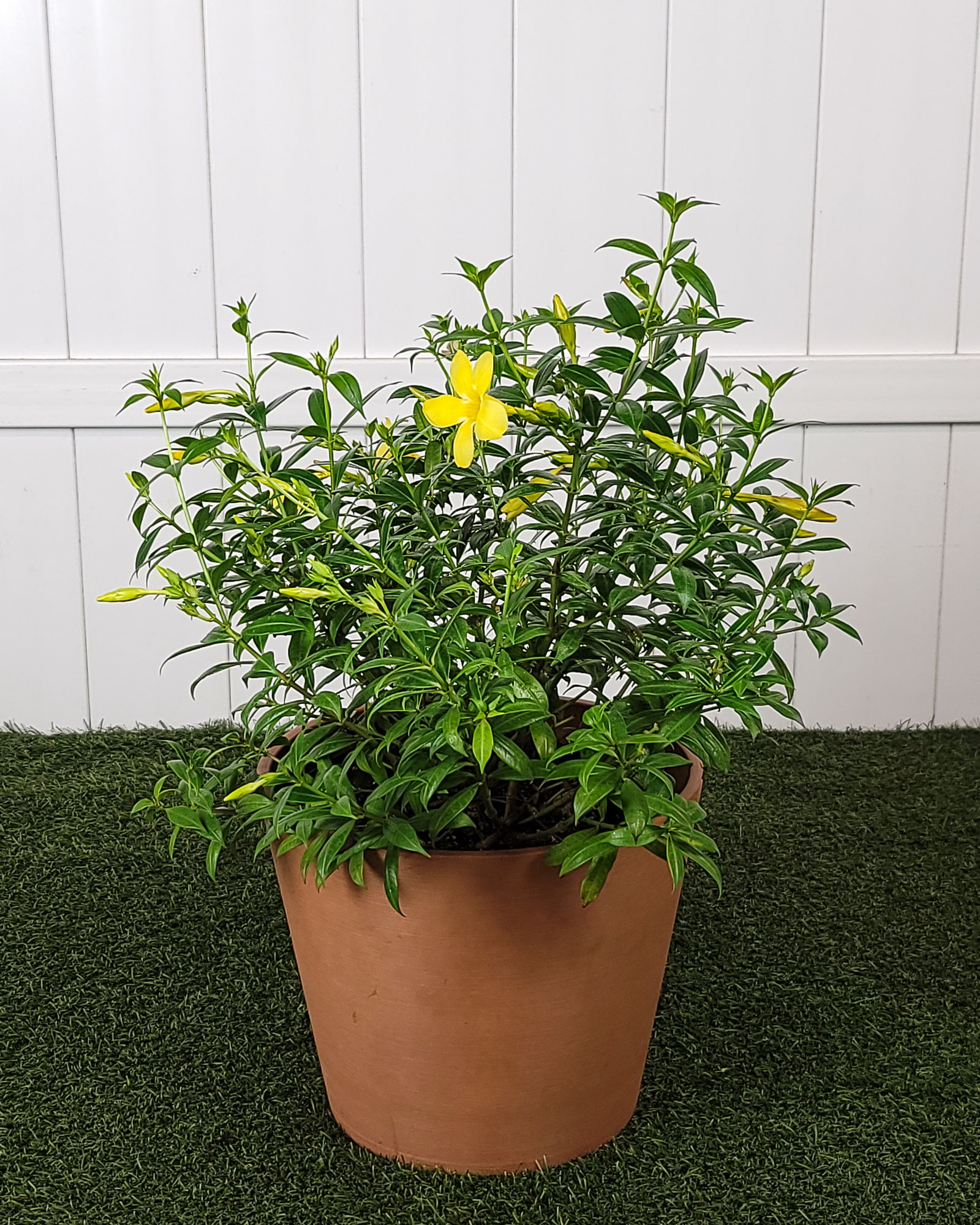 Dwarf Allamanda | PlantVine