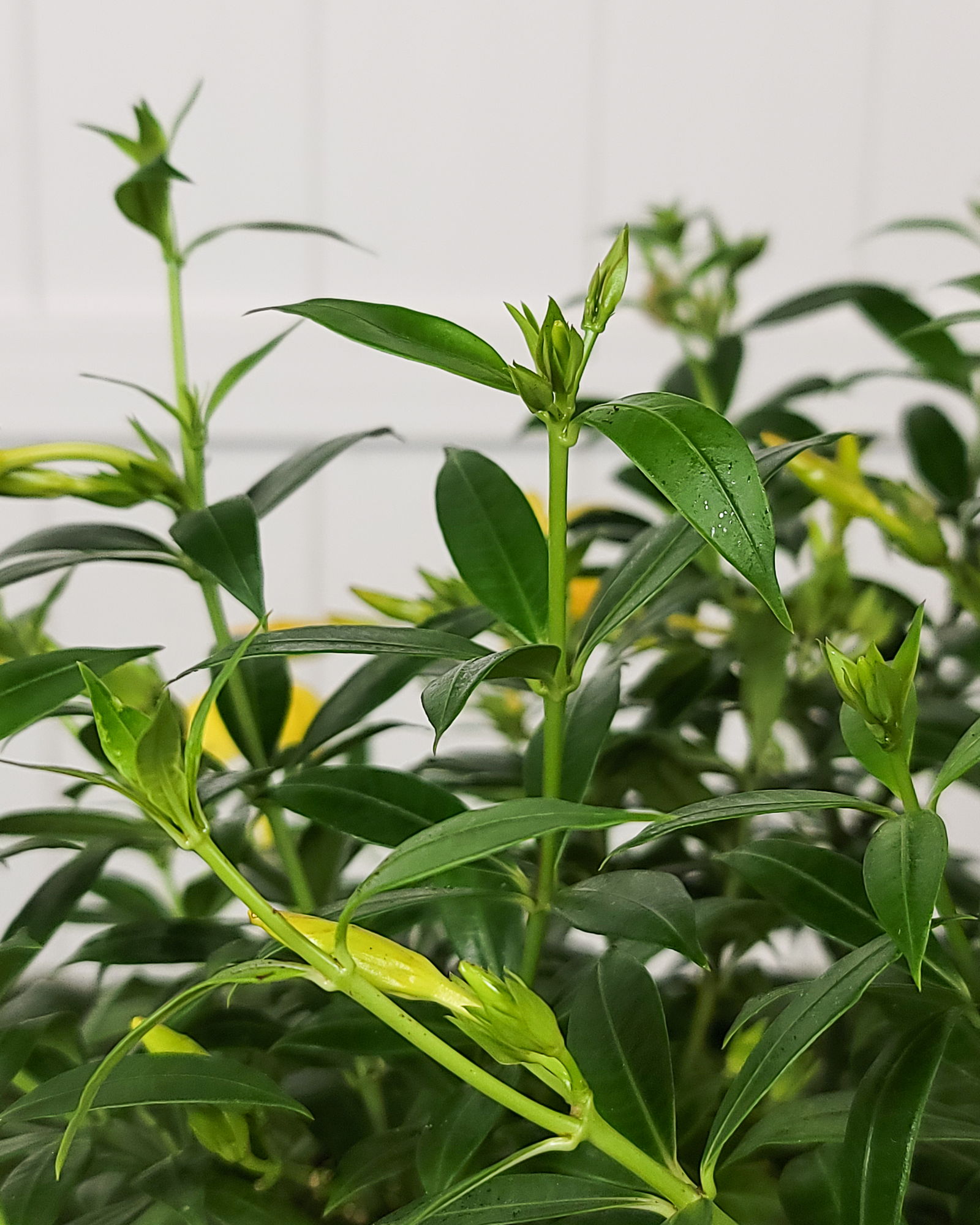 Dwarf Allamanda | PlantVine