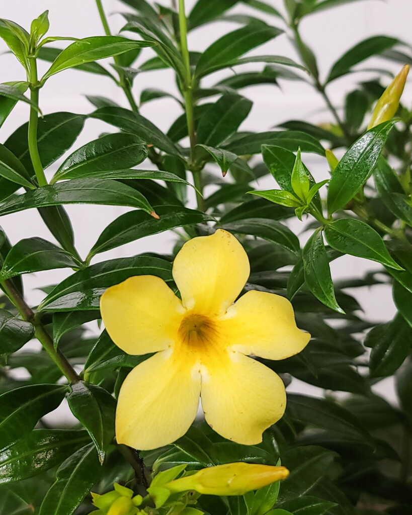 Dwarf Allamanda | PlantVine