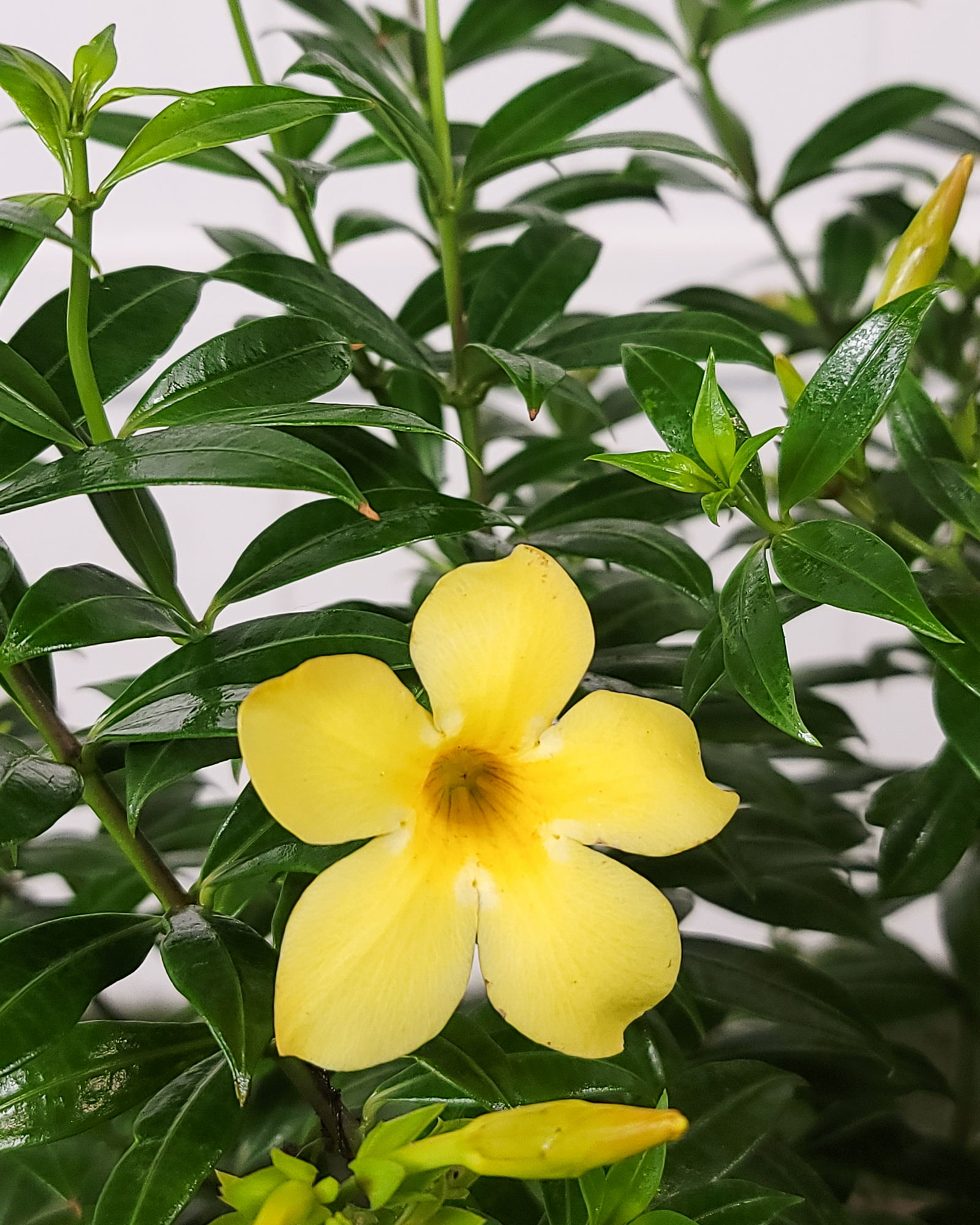 Dwarf Allamanda | PlantVine