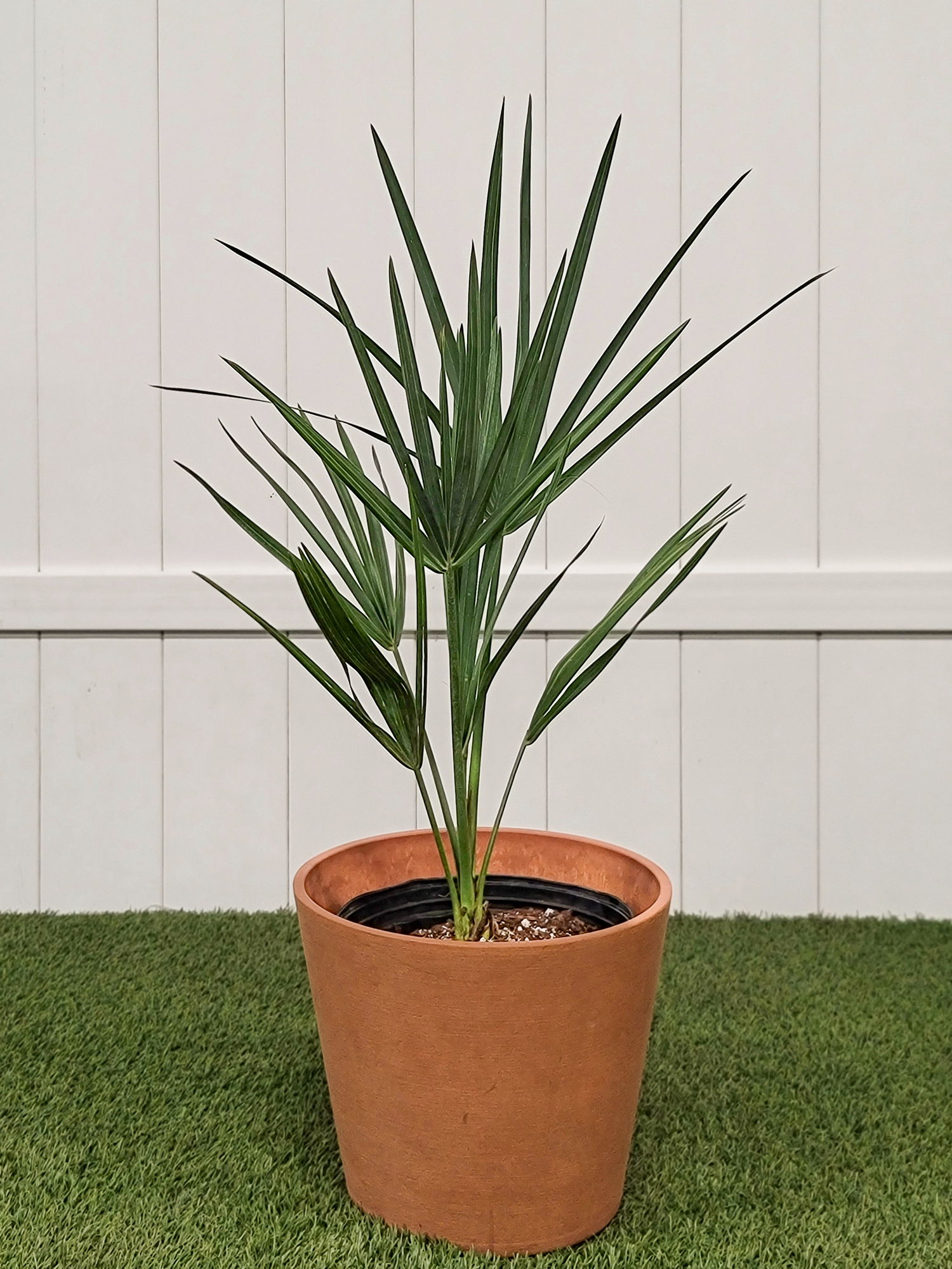 Dwarf Blue-Stem Palmetto | PlantVine