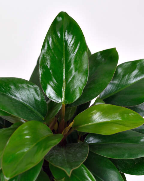 Dwarf Red Congo Philodendron | PlantVine