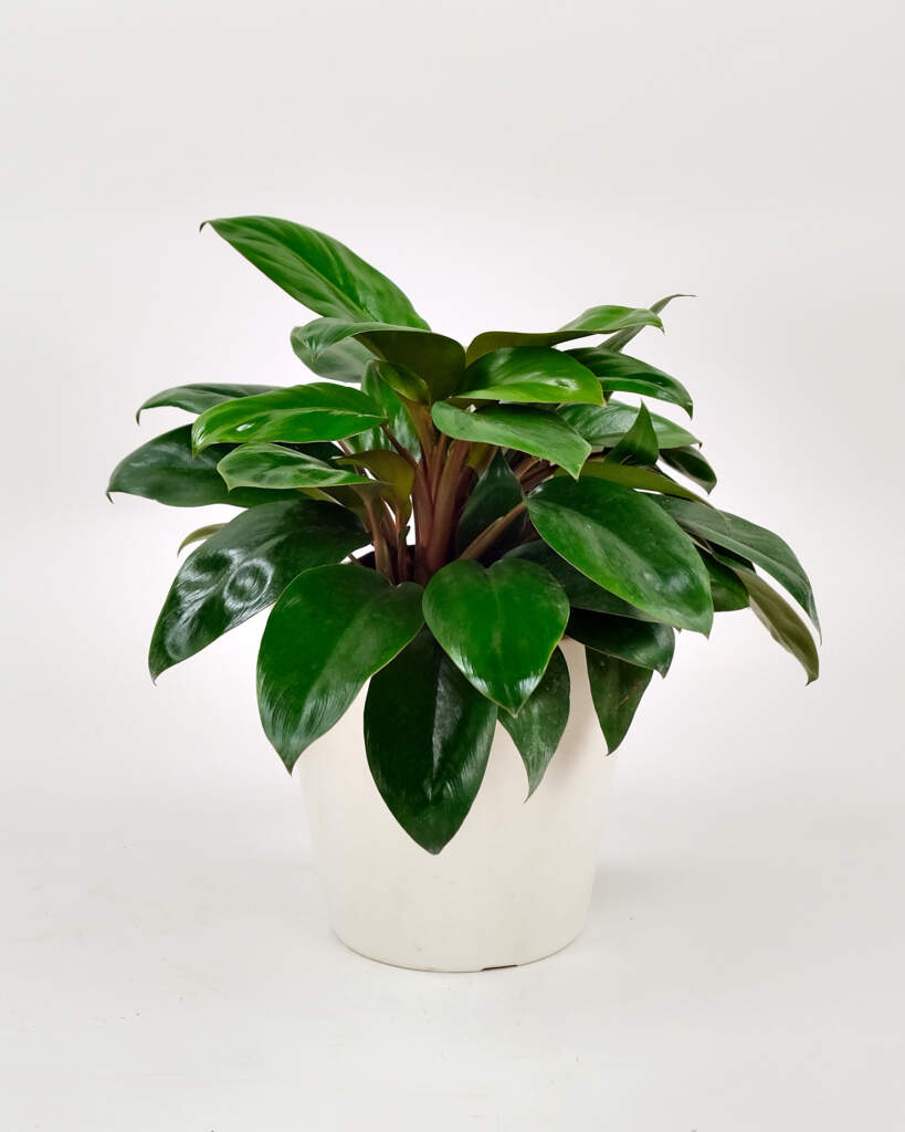 Dwarf Red Congo Philodendron | PlantVine