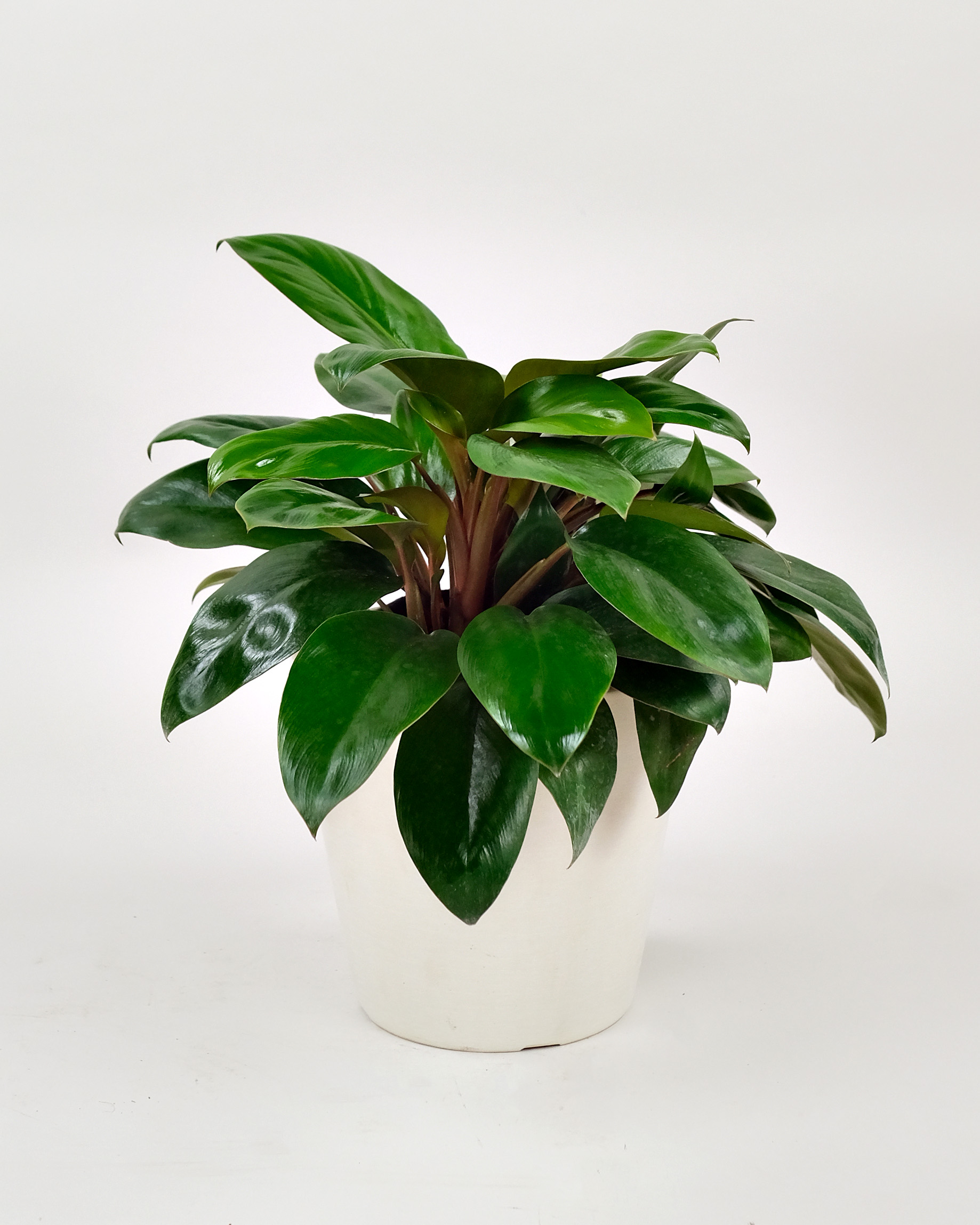 Dwarf Red Congo Philodendron | PlantVine