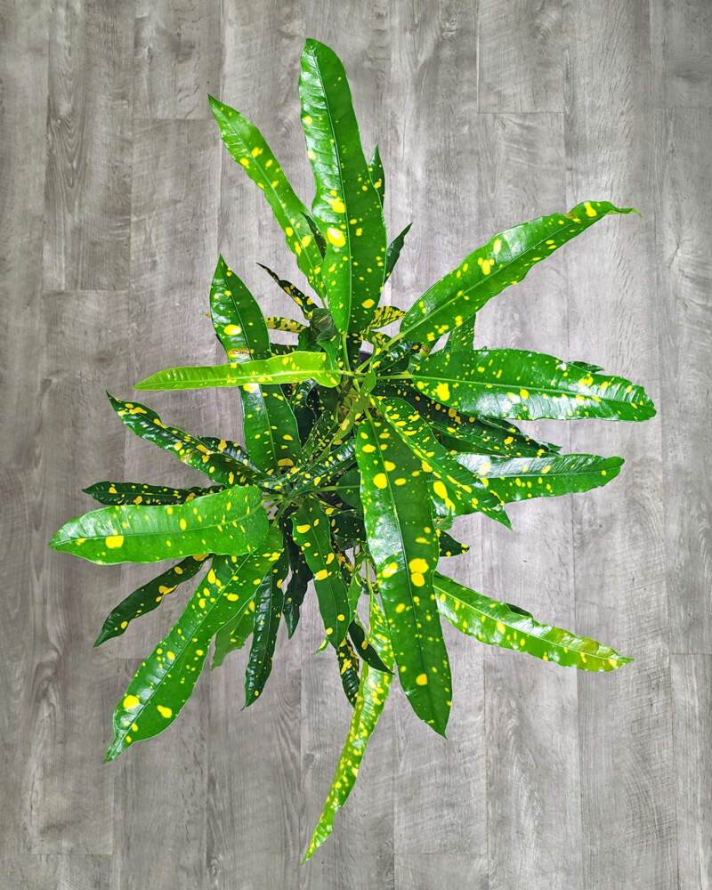 Croton Varieties | PlantVine