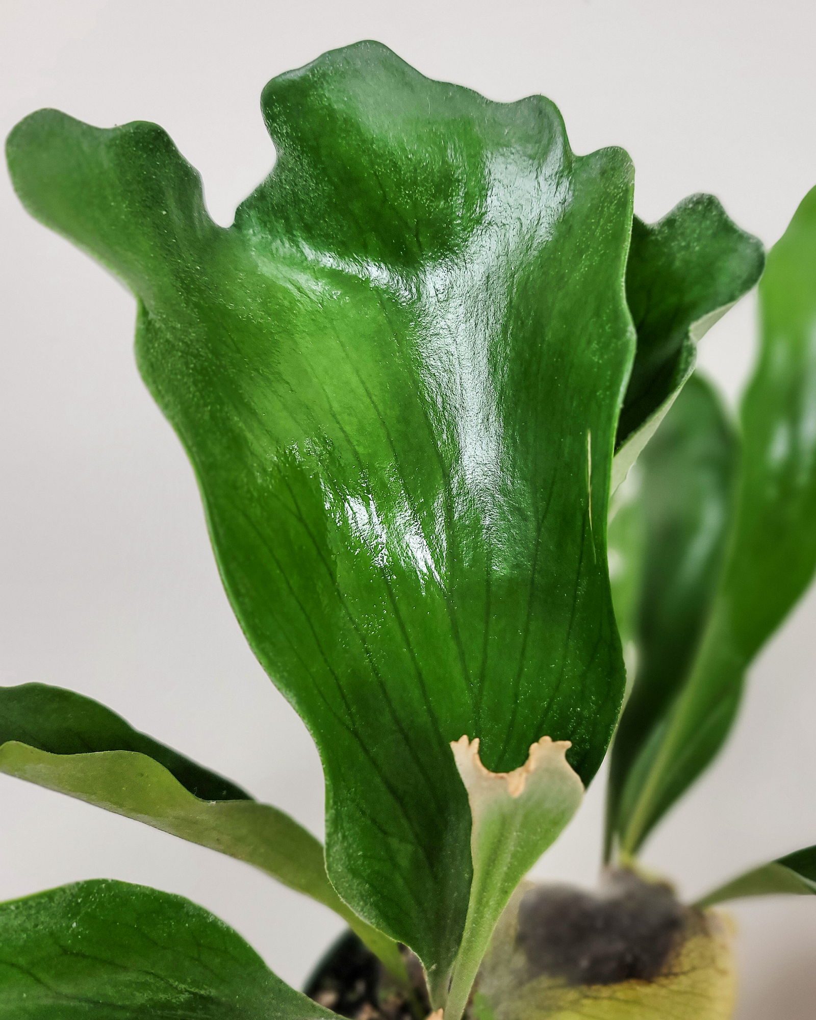 Elkhorn Fern | PlantVine