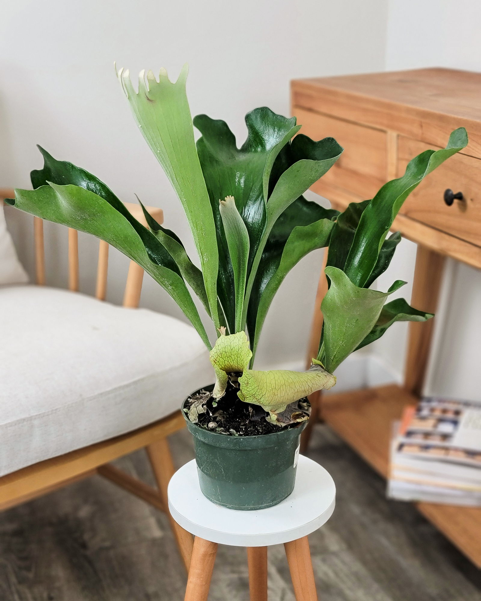 Elkhorn Fern | PlantVine