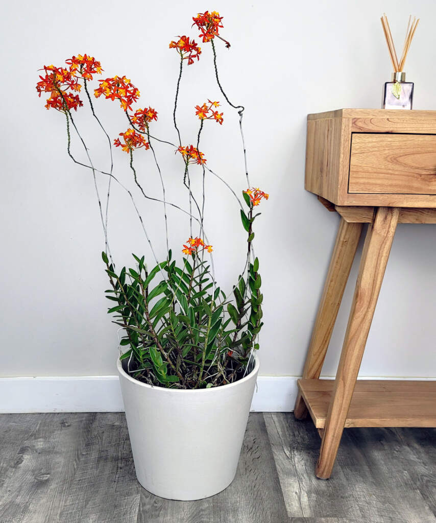 Reed Stem Orchid | PlantVine