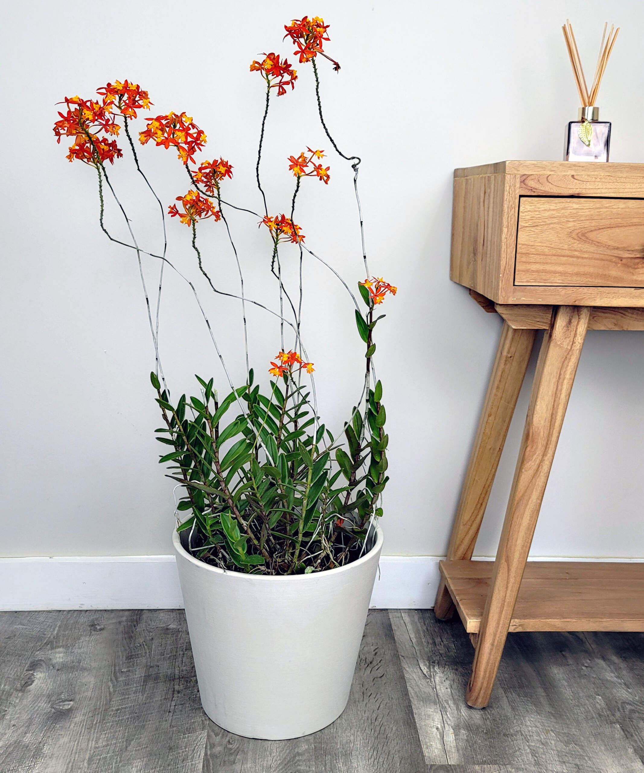 Reed Stem Orchid | PlantVine