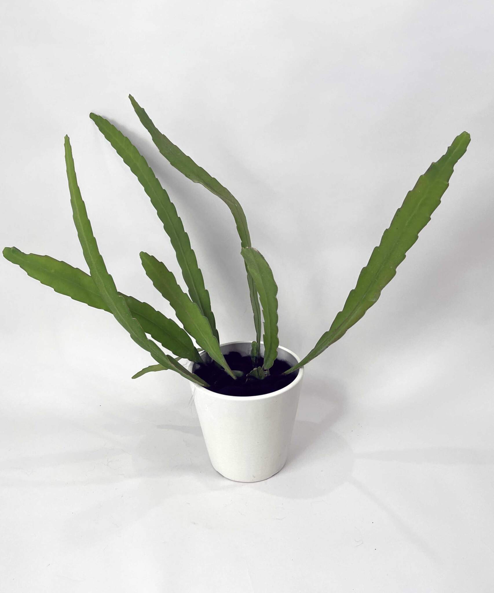 Orchid Cactus | PlantVine