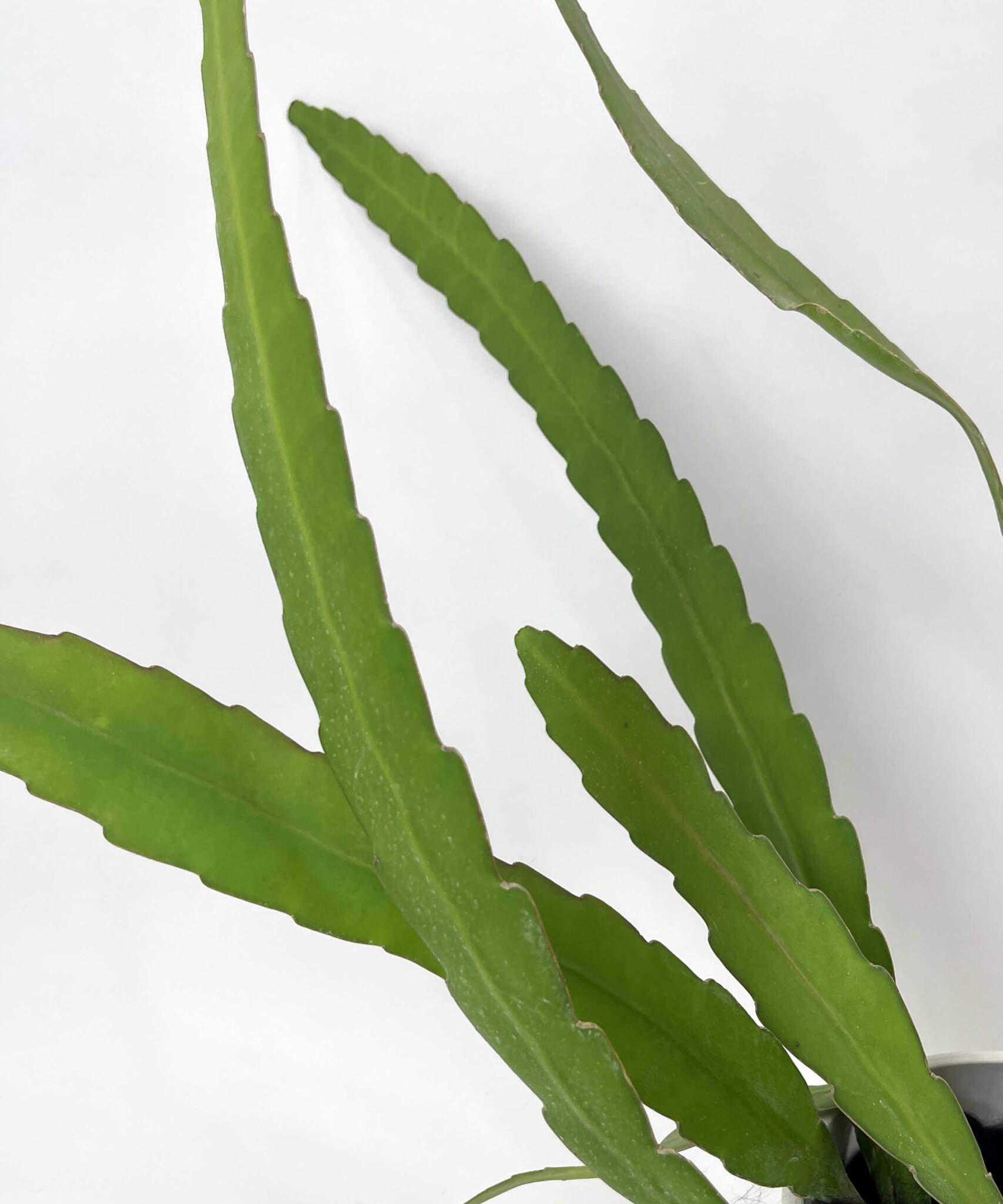 Orchid Cactus | PlantVine
