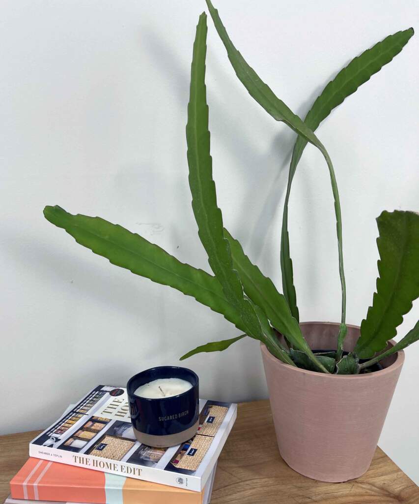 Orchid Cactus | PlantVine