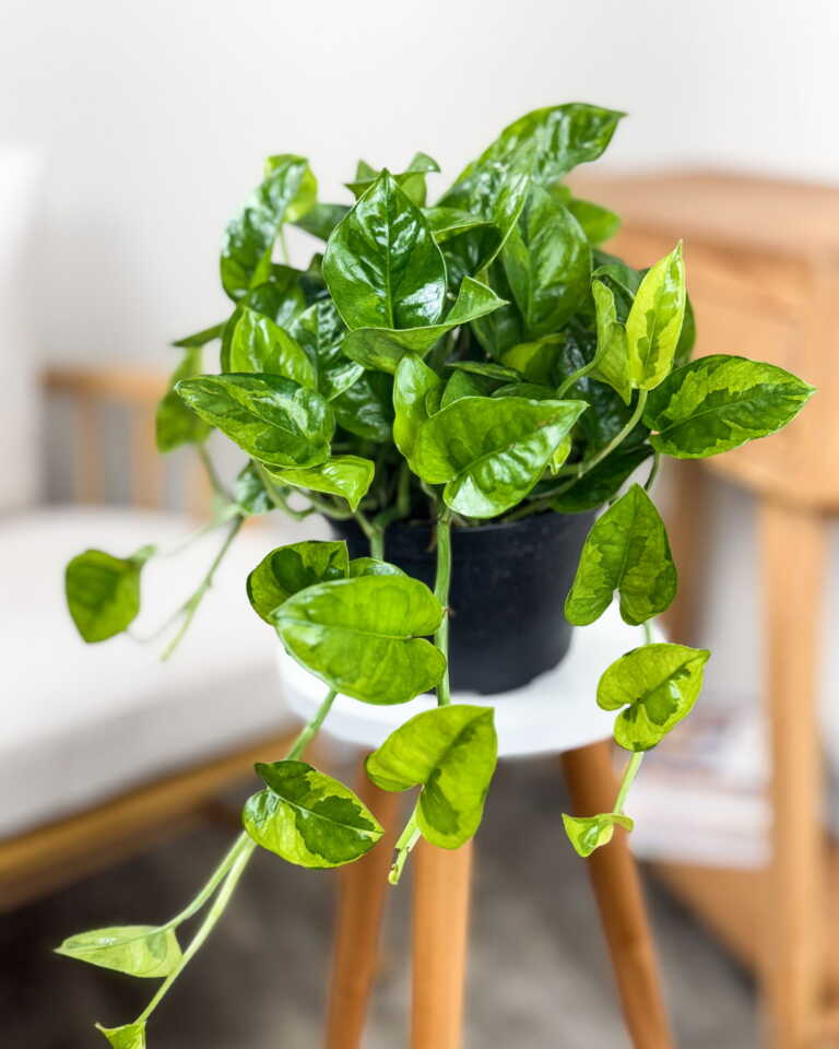 Global Green Pothos | PlantVine