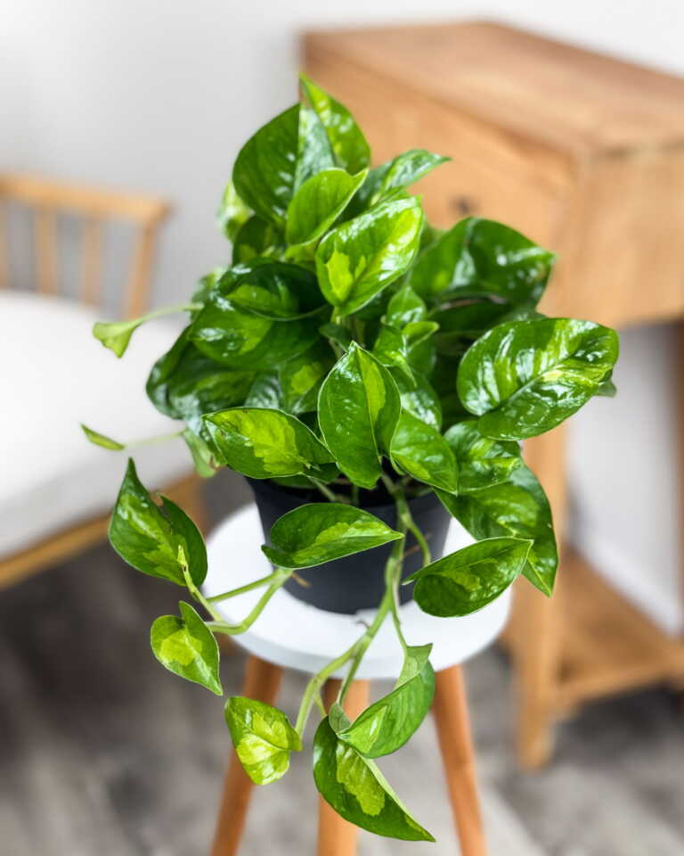 Lemon Meringue Pothos | PlantVine