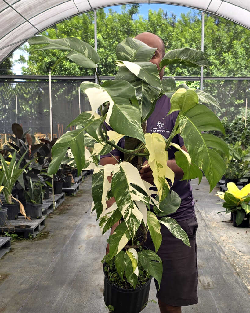 Darryl’s Discoveries | PlantVine