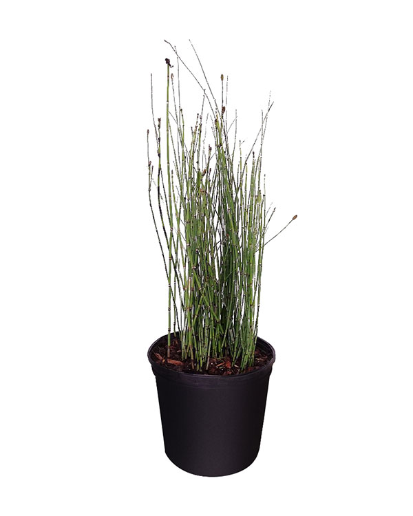 Buy Equisetum hyemale, Horsetail Reed | Free Shipping over $100