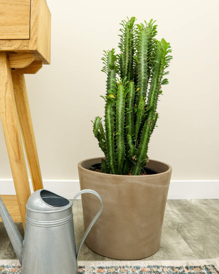 Green Cathedral Cactus | PlantVine